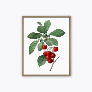 Cherry Antique Botanical Wall Art Print, Vintage Kitchen Home Decor ...