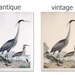 Birds in Lake Landscape Art Print, Waterbird Illustration Wall Art ...
