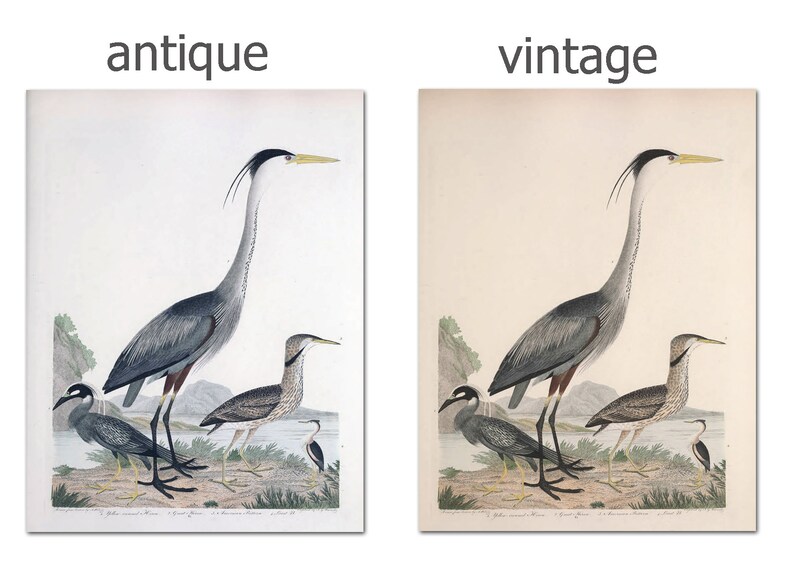 Birds in Lake Landscape Art Print, Waterbird Illustration Wall Art ...