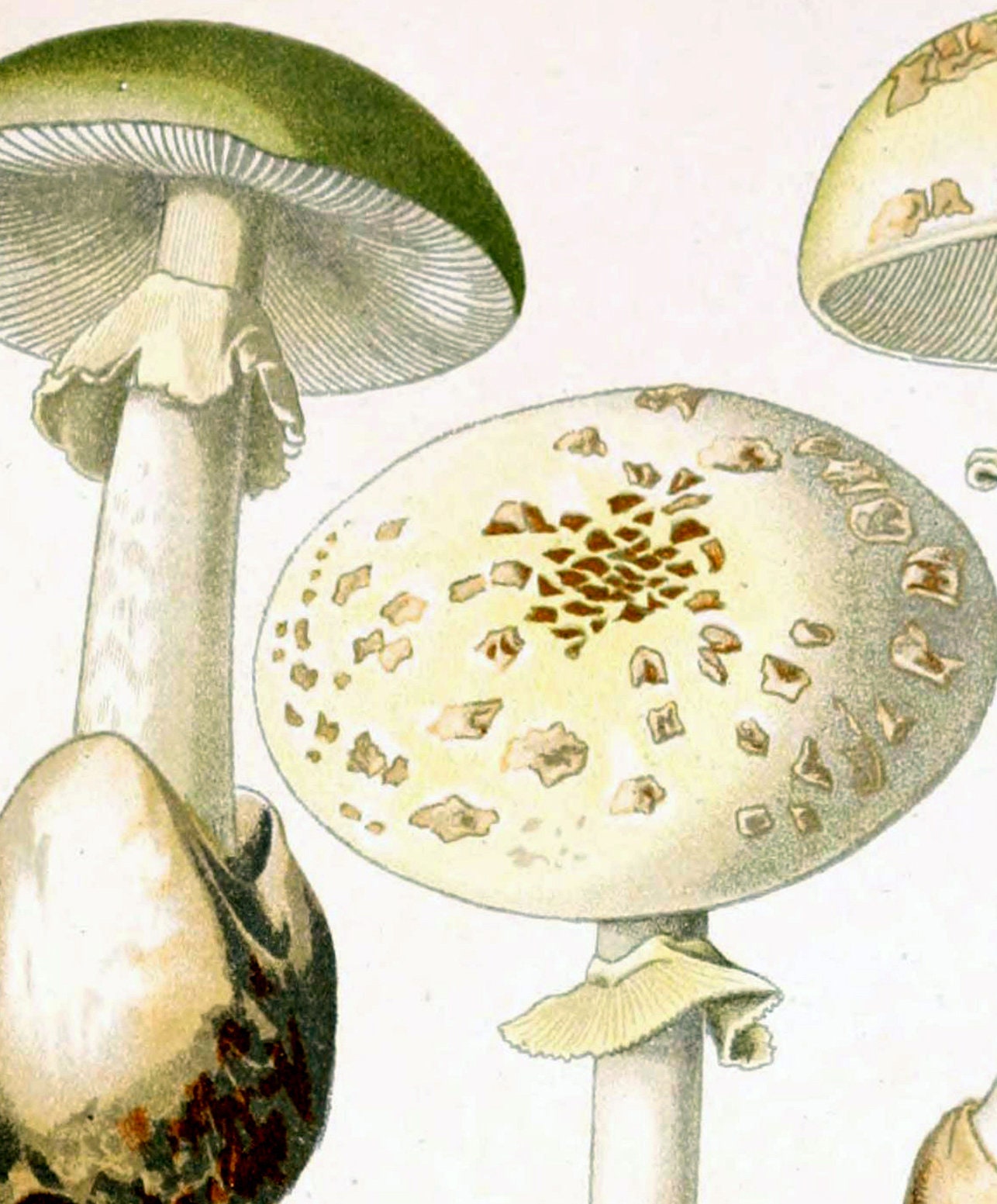 Set of 3 Mushroom Print Mushroom Wall Art Botanical Poster | Etsy