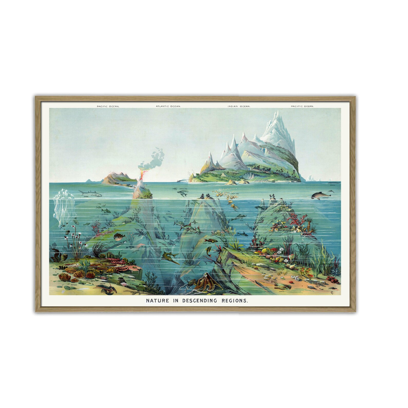 Ocean Poster Sea Life Print Geography Wall Art Education - Etsy