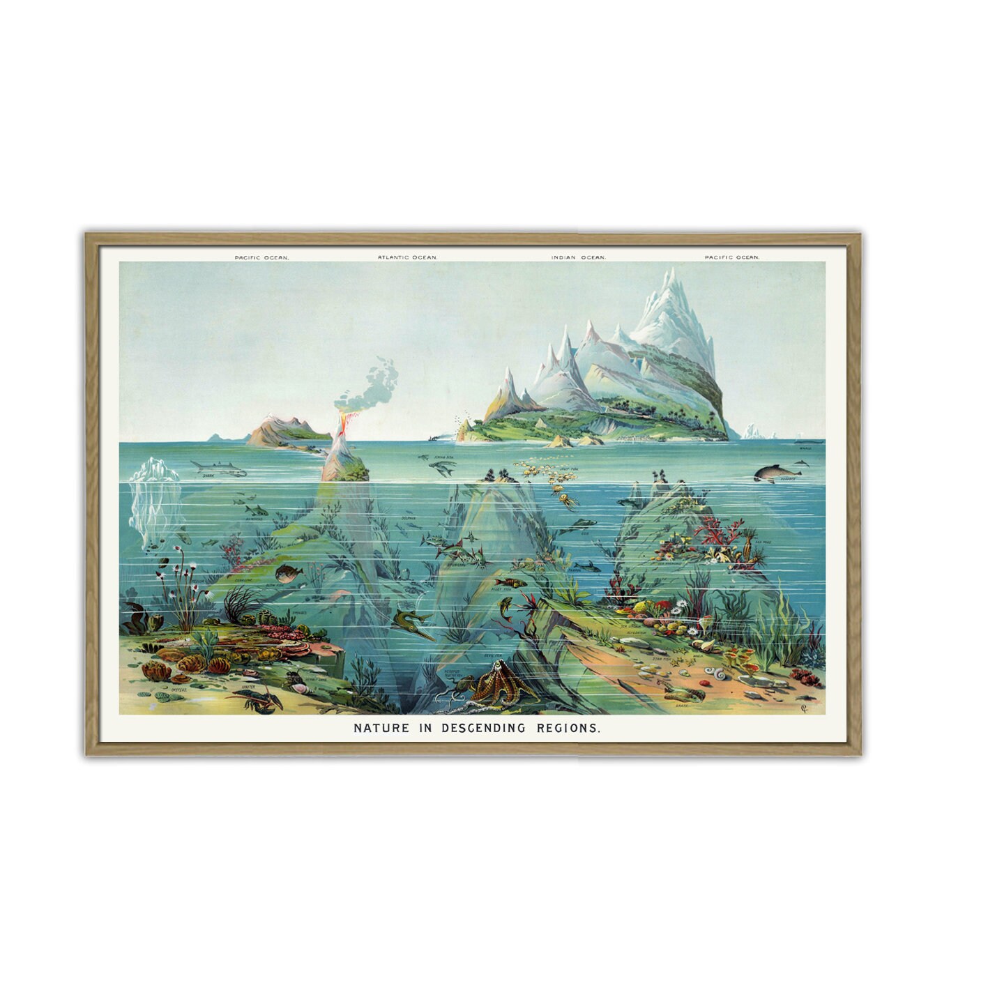 Ocean Poster Sea Life Print Geography Wall Art Education - Etsy