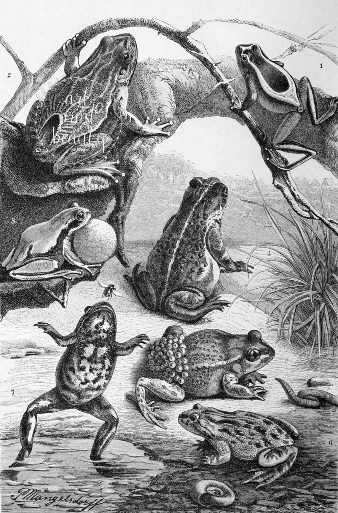 Frog Wall Art Decor Amphibian Print Animal Vintage - Etsy