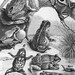 Frog Wall Art Decor, Amphibian Print, Animal Vintage Illustration ...