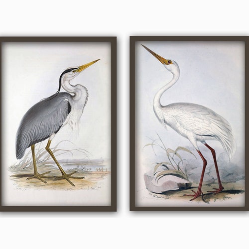 Set of 2 Big Birds Print Vintage Bird Illustration Bird Poster - Etsy