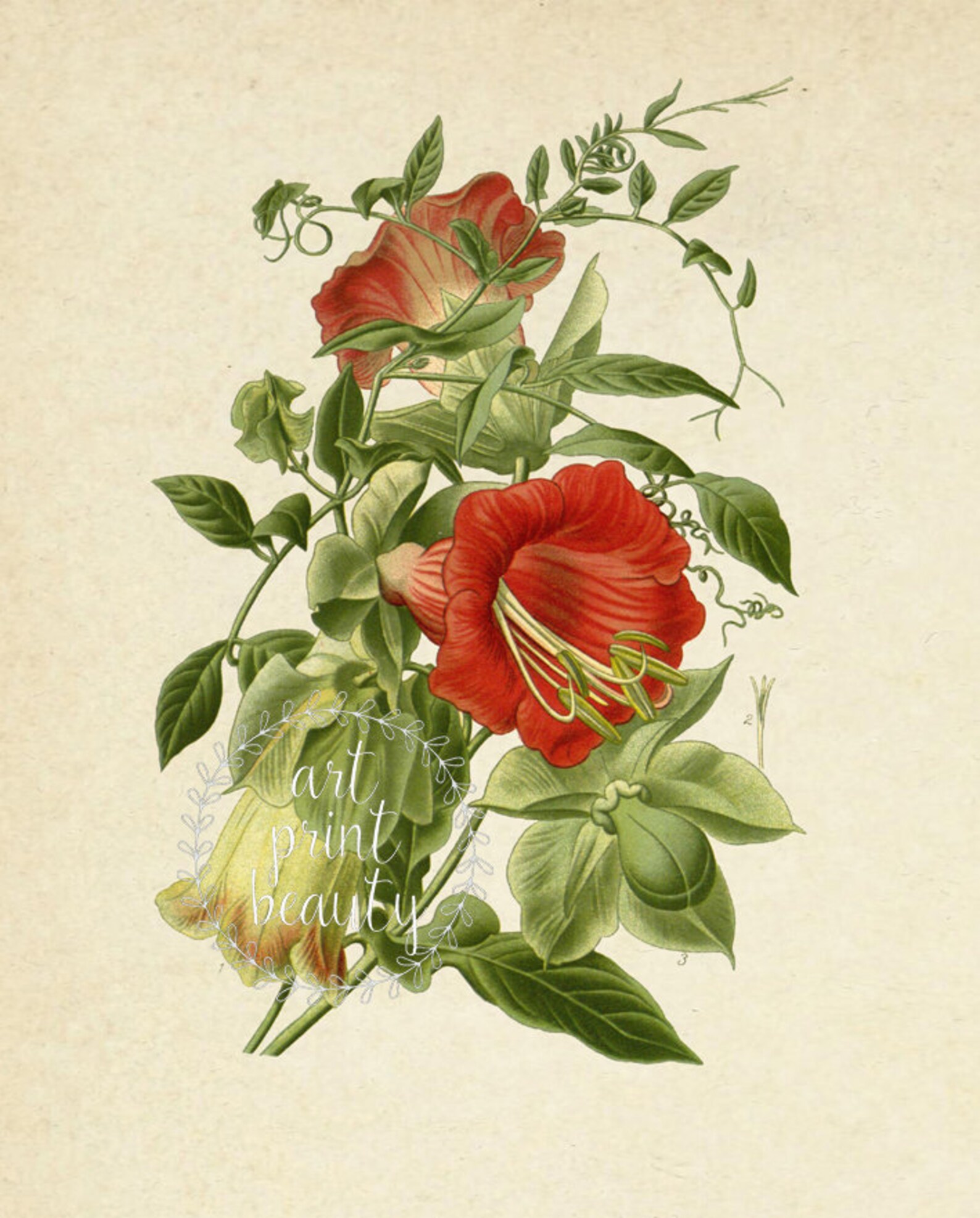 Beautiful Flowers Print Set of 4 Home Decor, Botanical Illustrations ...