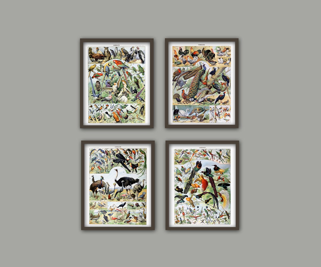 Birds Print Set, Bird Poster, Science Poster, Ornithology Print ...