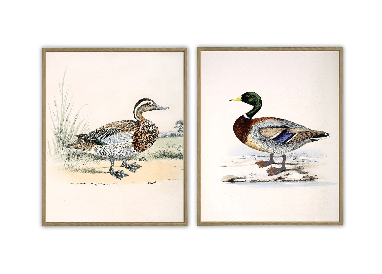 Duck Bird Print Set of 2, Antique Bird Illustration Print, Bird Wall ...