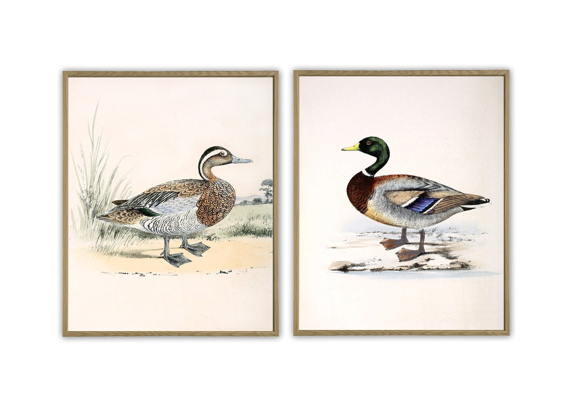 Duck Bird Print Set of 2 Antique Bird Illustration Print | Etsy