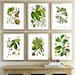 Tree Print Set of 6 Wall Art Decor Botanical Print Large Scale Green ...