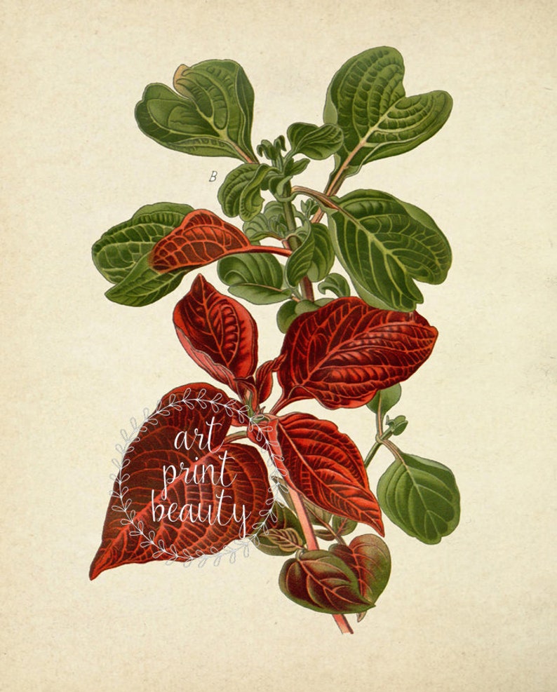 Red Flower Print Set of 4 Large Wall Art Print Vintage | Etsy