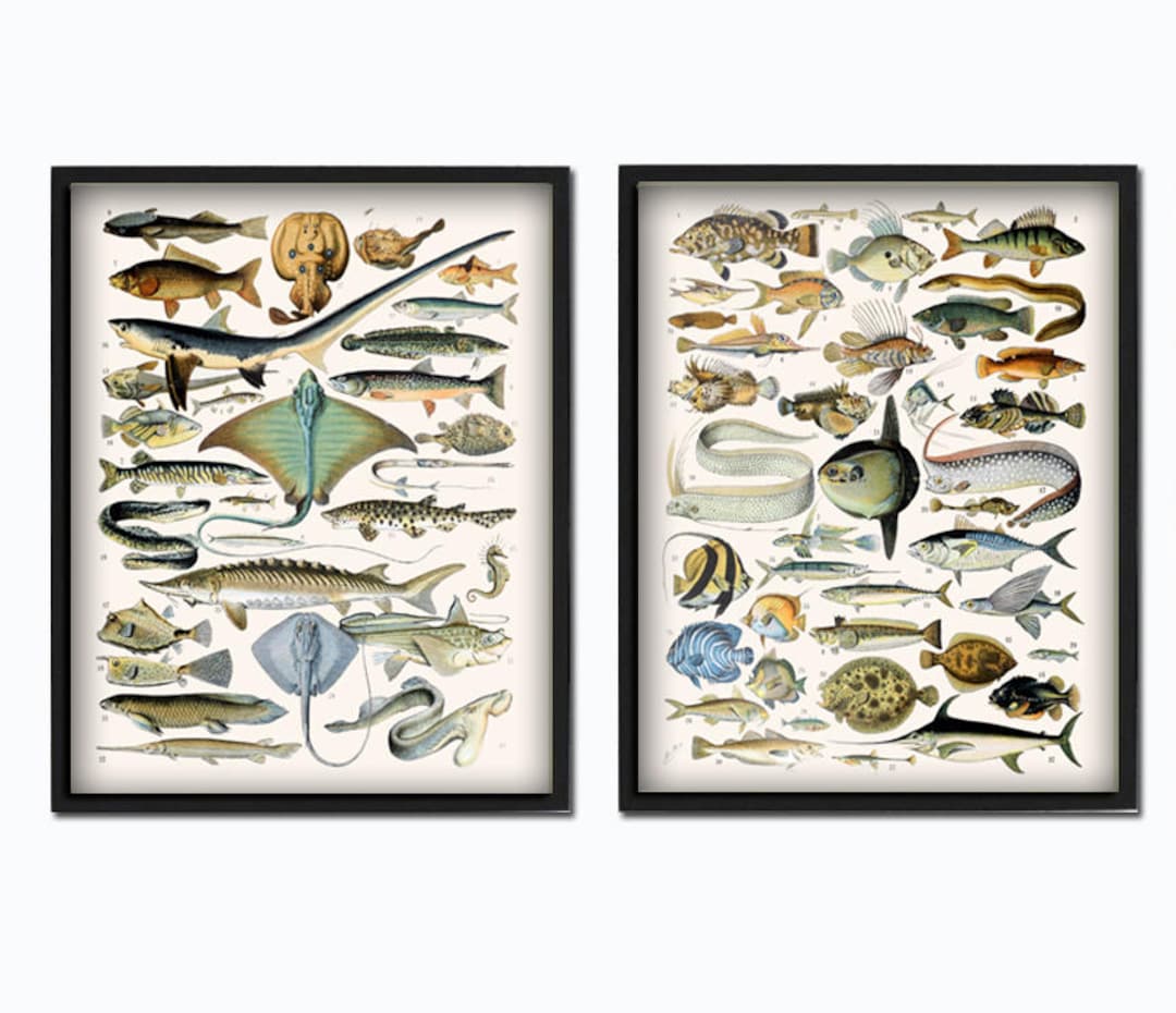 Fish Print - Fish Wall Art - Fish Decor - Science Art - Sea Animals ...