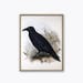 Carrion Crow Print Raven Birds Vintage Illustration Bird Wall Art ...