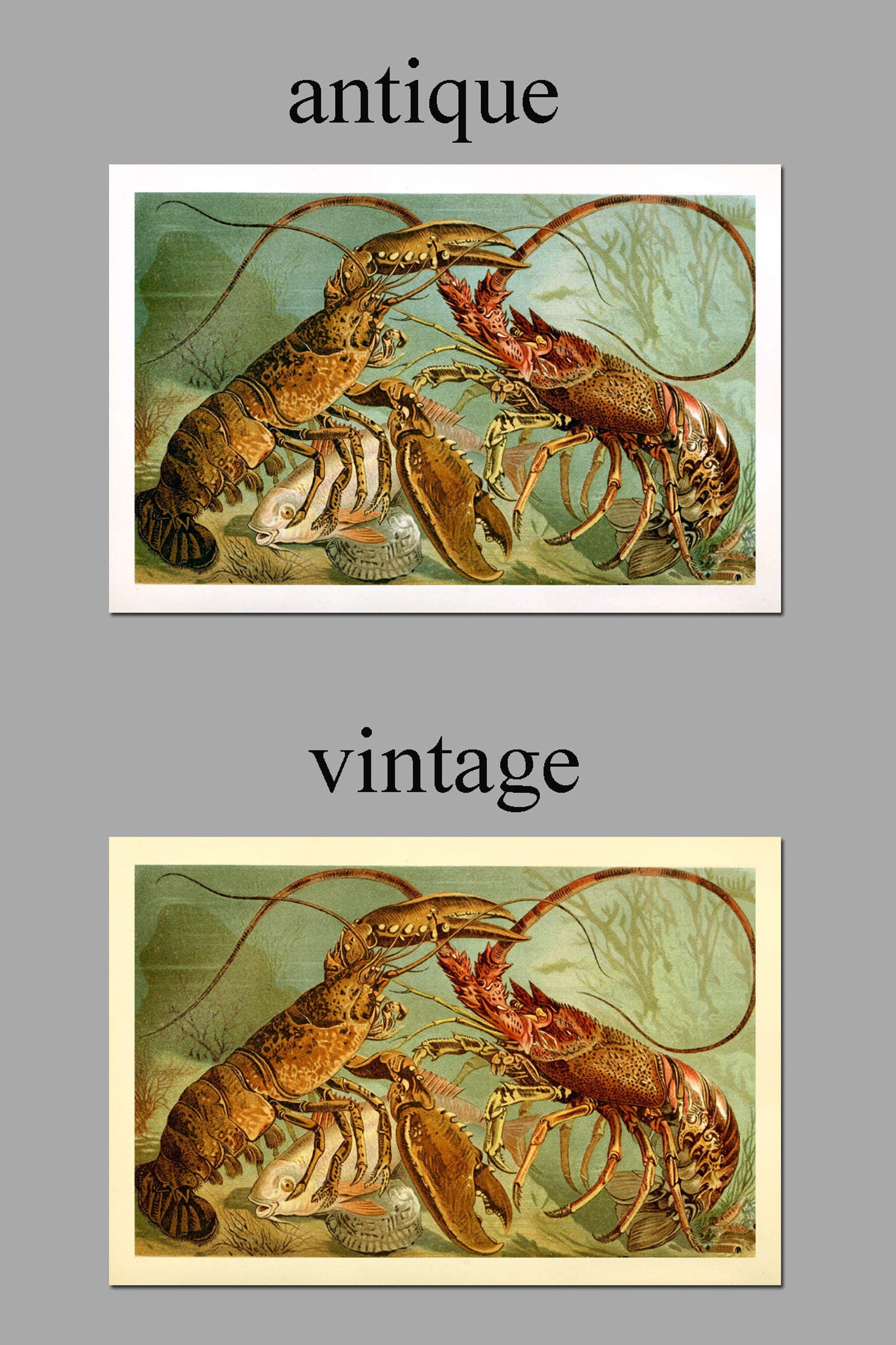 Lobster Art Print Marine Biology Poster Sea Animals Lobster - Etsy
