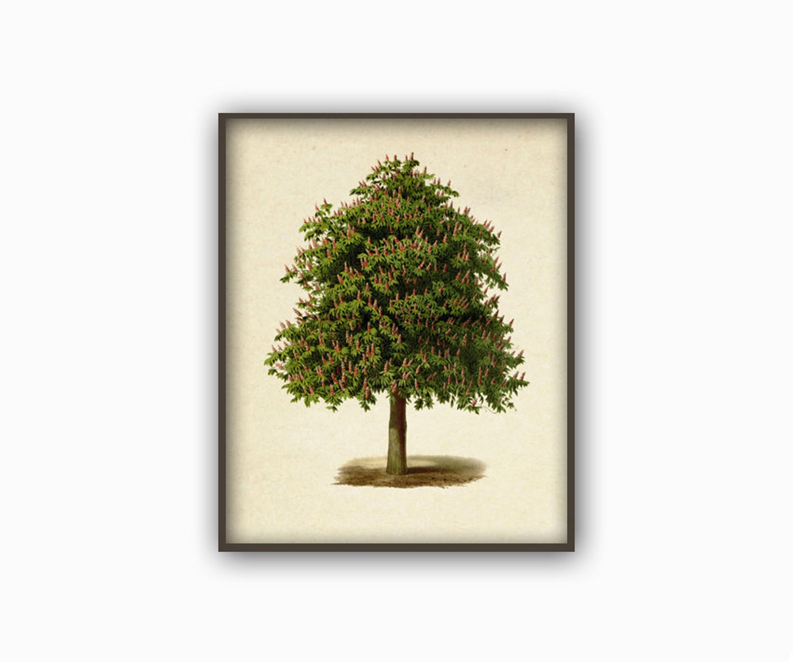 Chestnut Tree Art Print Home Decor Tree Antique Botanical | Etsy