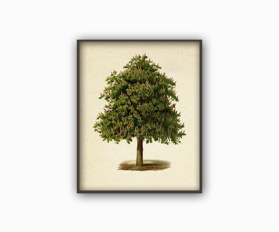 Chestnut Tree Art Print Home Decor Tree Antique Botanical - Etsy Canada