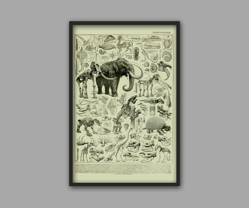 Prehistoric Animals Poster Fossil Mammoth Dinosaur Skeleton - Etsy