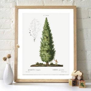 English Oak Tree Print, Botanical Home Decor, Tree Wall Art, Oak Tree ...