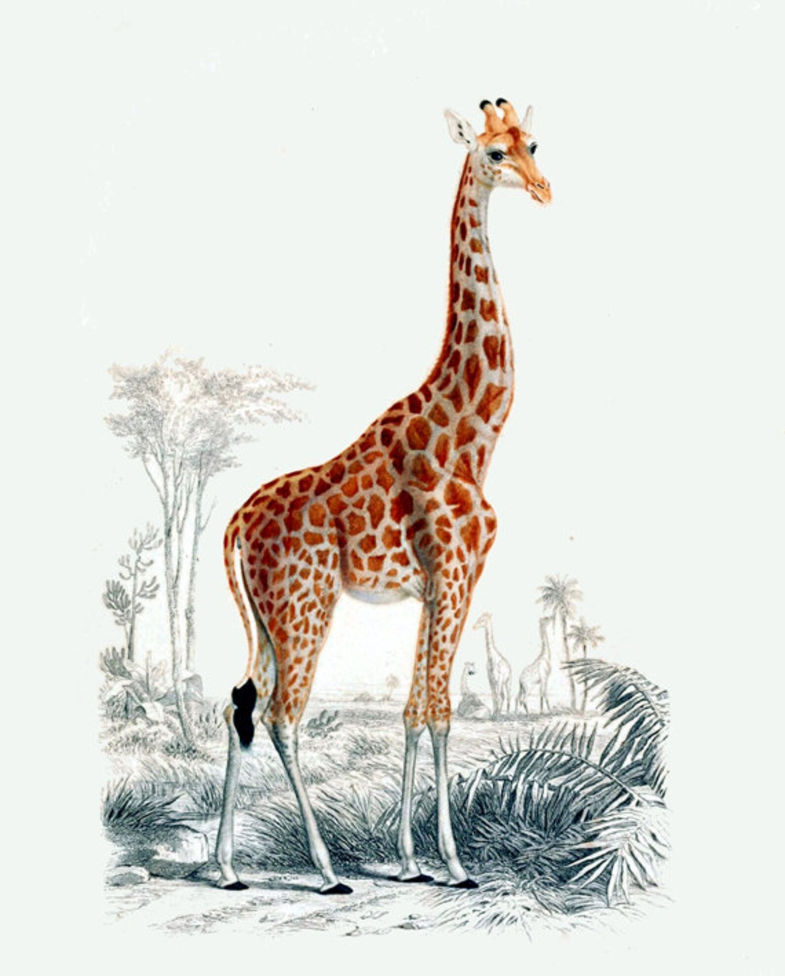Giraffe Art Print, Antique Safari Animal Illustration - Etsy