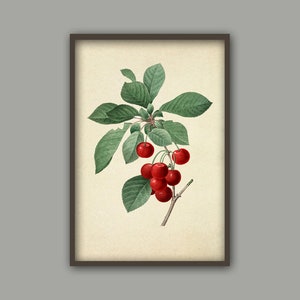 Cherry Antique Botanical Wall Art Print, Vintage Kitchen Home Decor ...