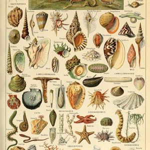 Molluscs Wall Art Print, Seashell Illustration Print, Seashell Poster ...