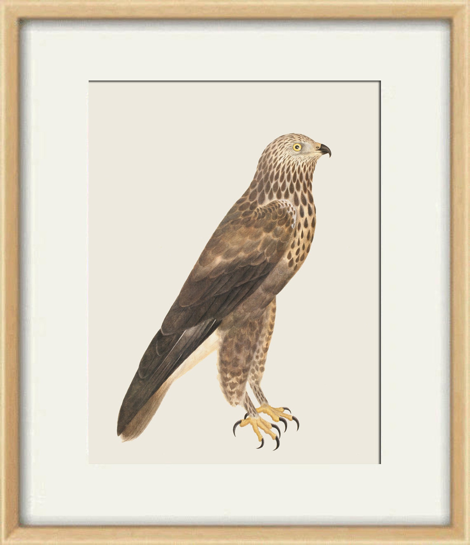 Buzzard Bird Print Large Wall Art Decor Wild Bird Vintage Collection ...