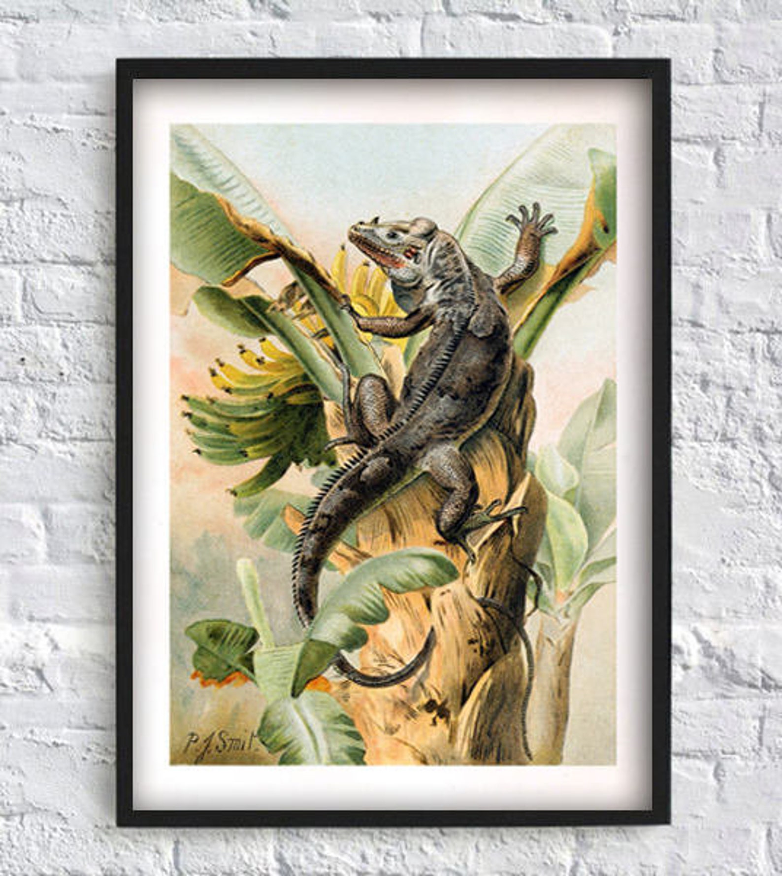 Lizard Iguana Print Animals Poster Reptile Vintage - Etsy UK
