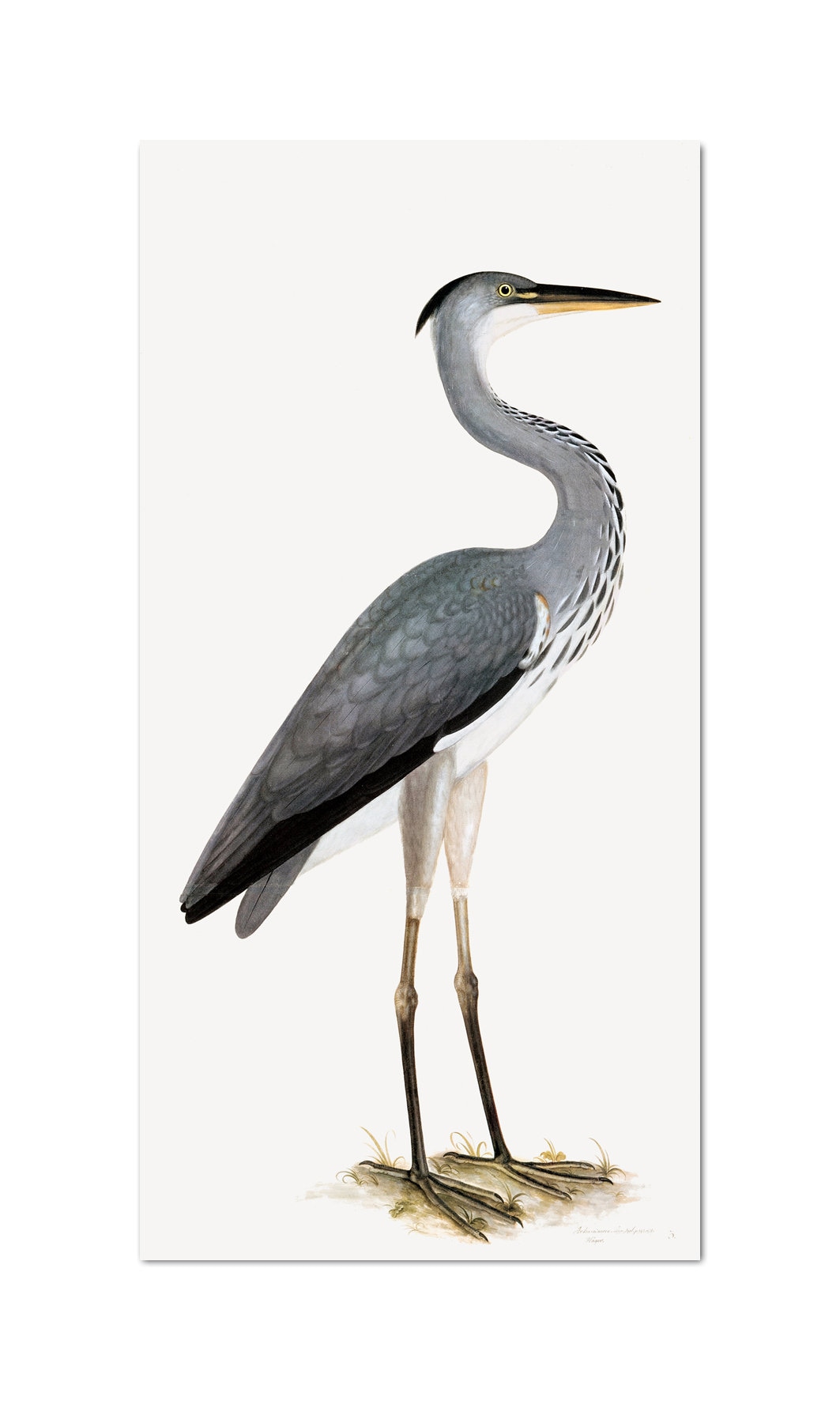 Heron Print Bird Decor Large Wall Art Decor Bird Antique - Etsy