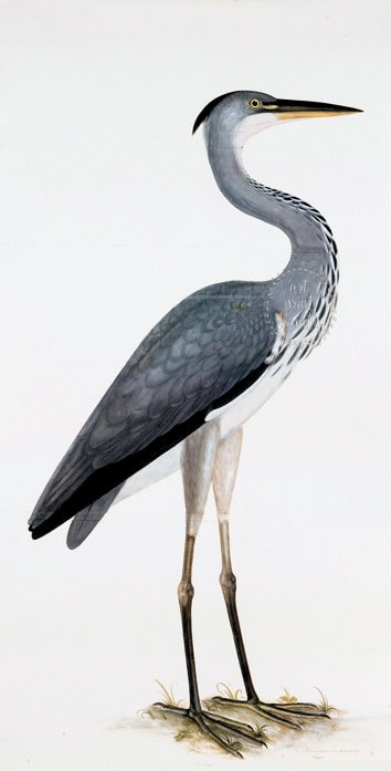 Antique Birds Print Set of 7 Bird Wall Art Decor Vintage Bird | Etsy