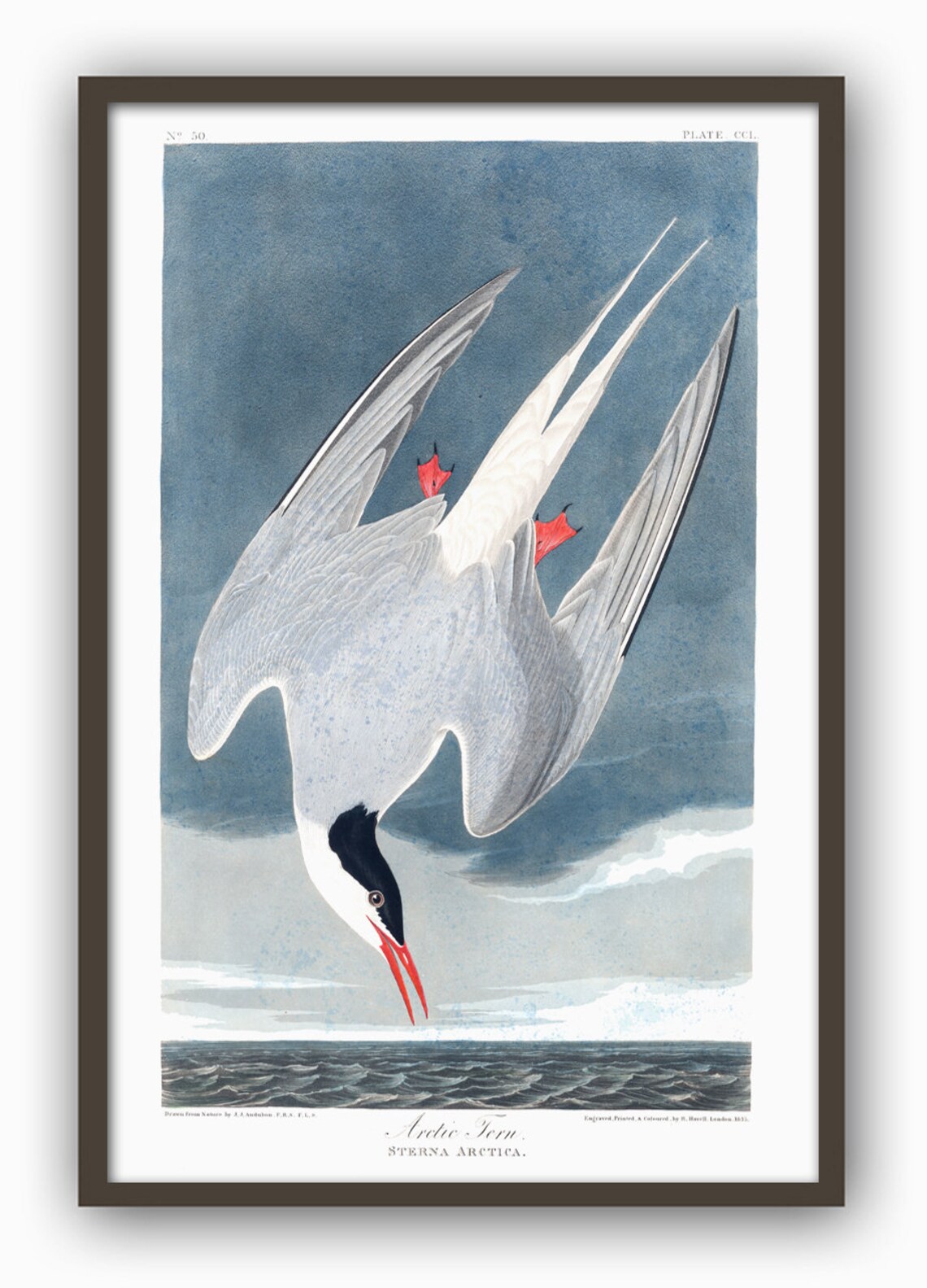 Bird Print Bird Wall Art Decor Large Bird Poster Vintage | Etsy