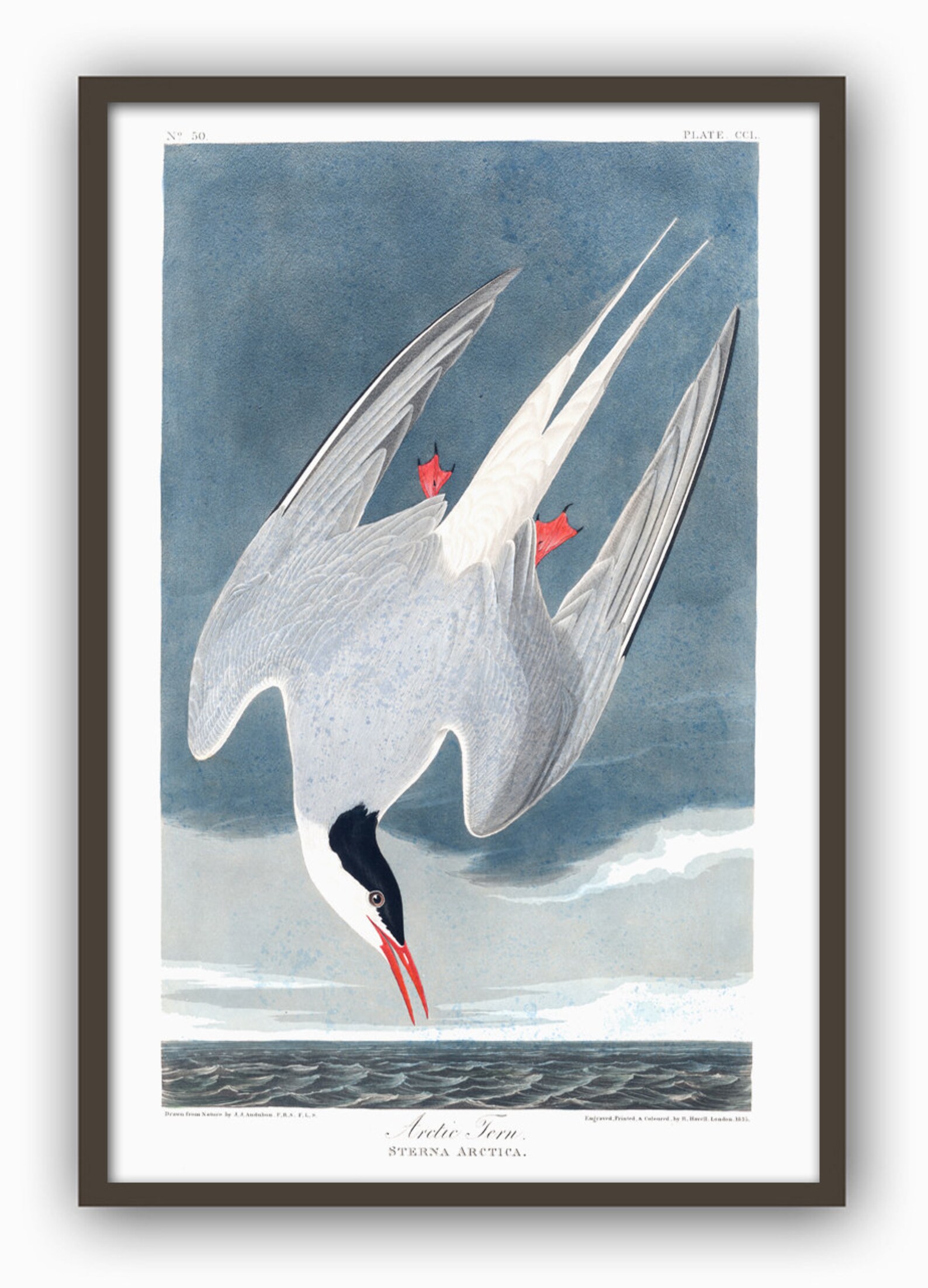 Bird Print Bird Wall Art Decor Large Bird Poster Vintage | Etsy