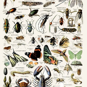 Science Print - Insect Poster - Sea Animals Print - Wall Art Decor ...