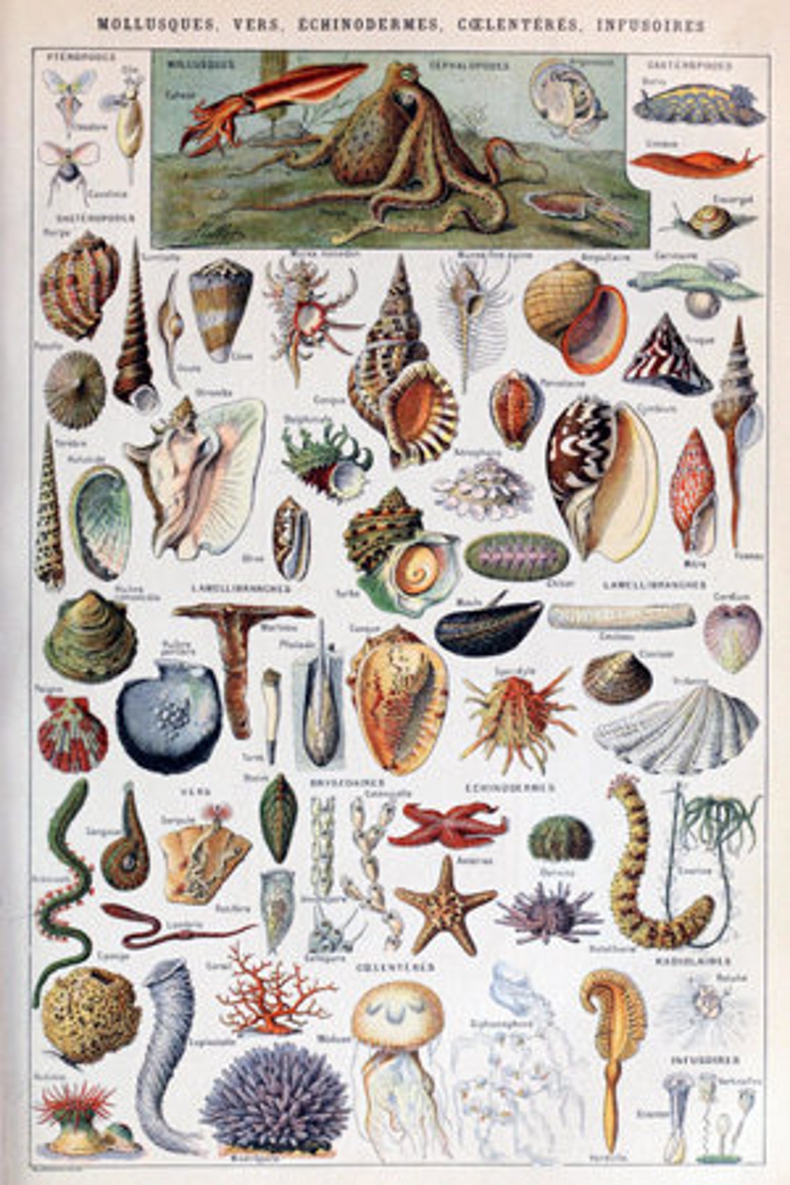 Sea Animals Print shell Print Fish Poster Molluscs Print - Etsy