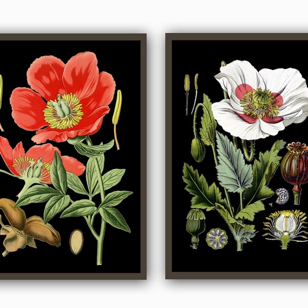 Large Botanical Prints - Etsy