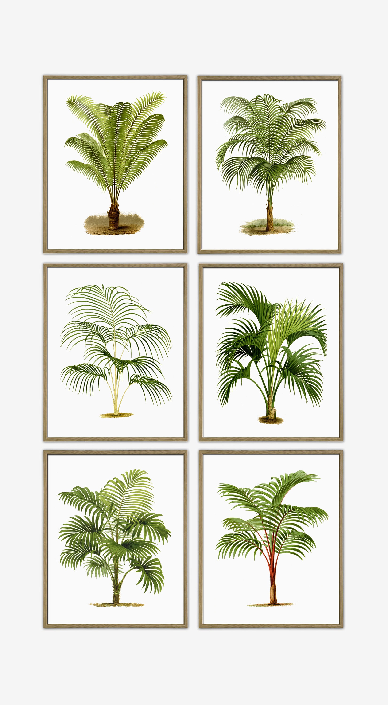 Palm Tree Print Set of 6 Botanical Wall Art Print Home - Etsy