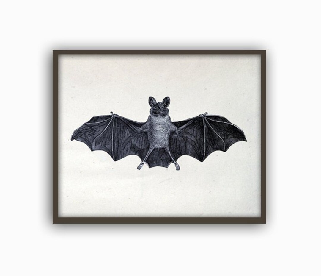 Bat Print Bat Wall Art Bat Poster Animals Print - Etsy