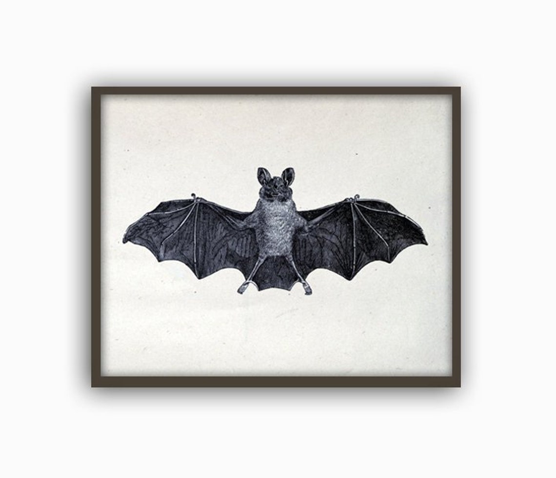 Bat Print Bat Wall Art Bat Poster Animals Print - Etsy