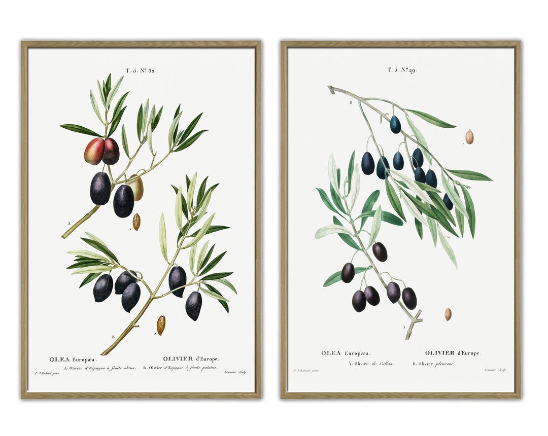 Olive Branch Kitchen Poster Fruit Art Print Antique - Etsy