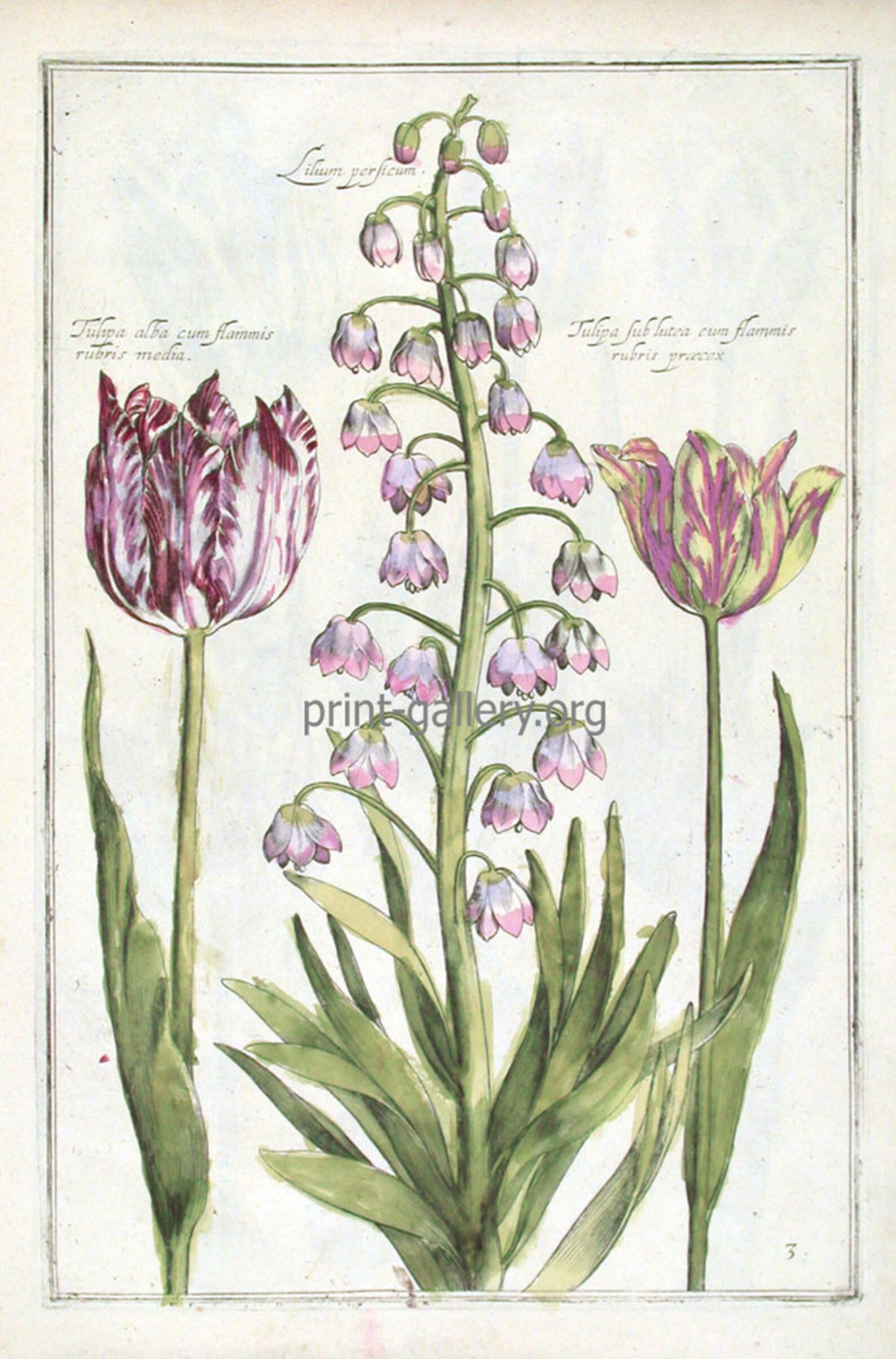 Tulip Flower Botanical Drawings Botanical Illustration Set of 6 ...