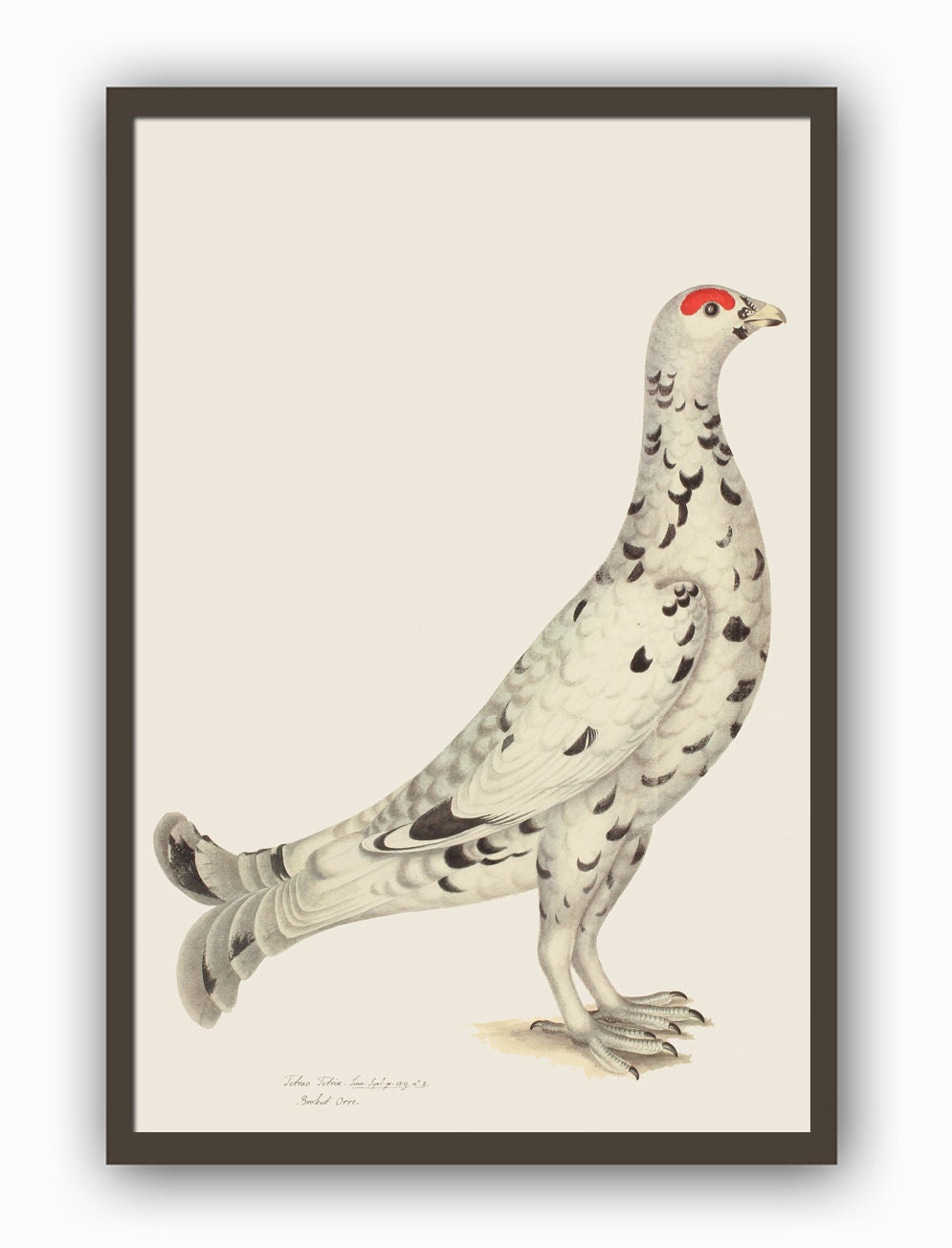 Bird Print Black Grouse Print Large Wall Art Decor Black | Etsy