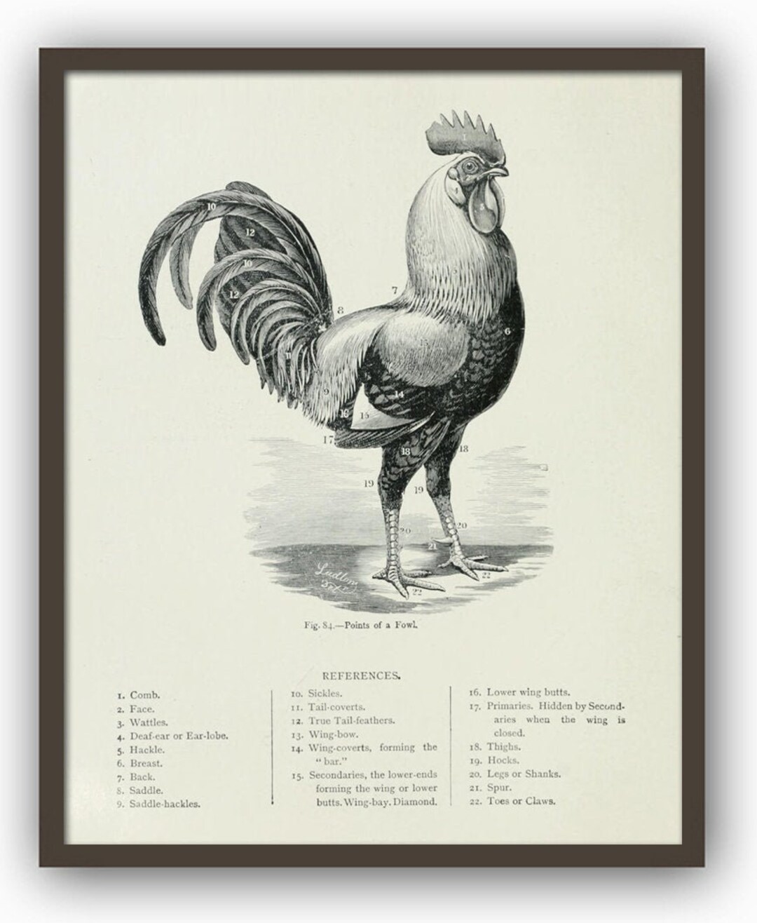 Rooster Bird Print, Kitchen Wall Art Decor, Farm House Decor, Chicken ...