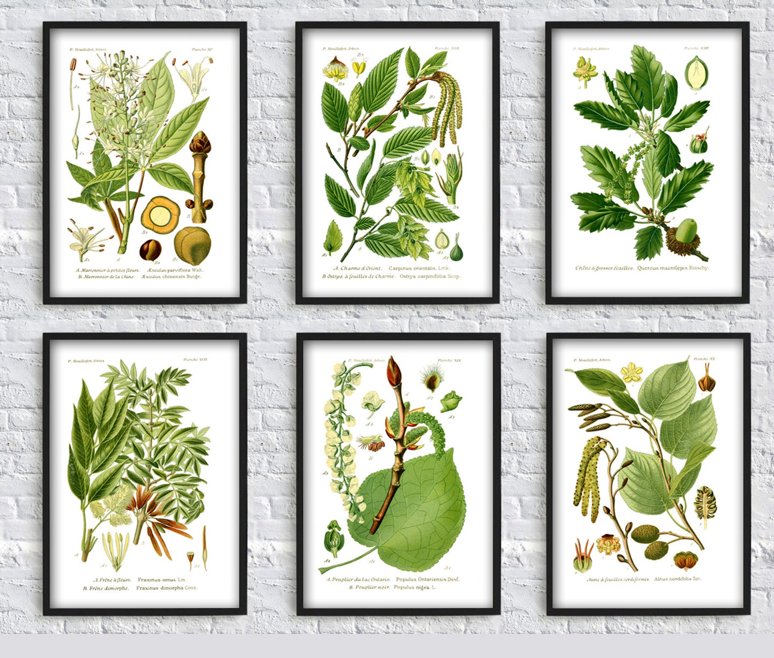 Botanical Wall Art Print SET of 6 Green Leaves Print Tree Print Plant ...