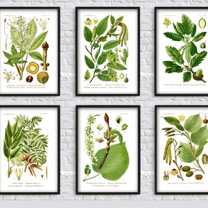 Botanical Wall Art Print SET of 6 Green Leaves Print Tree Print Plant ...