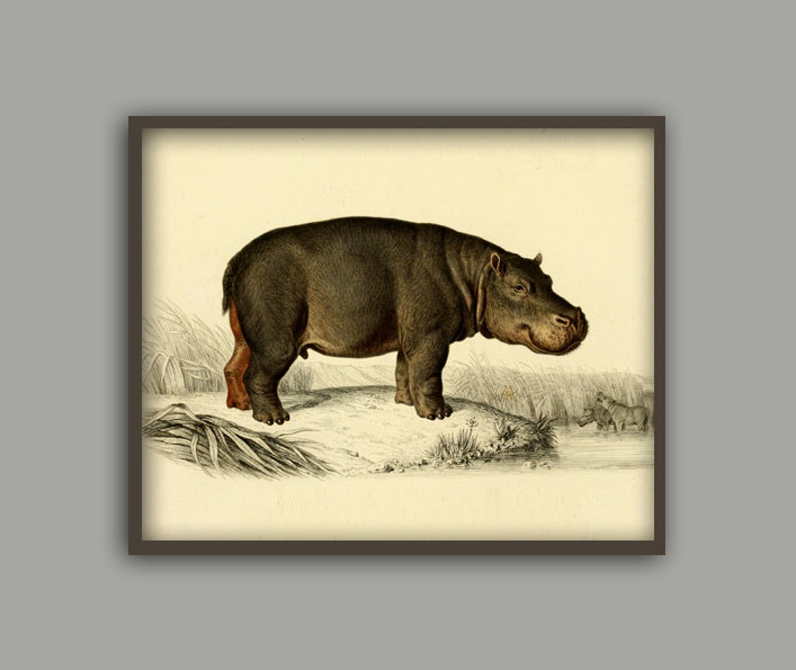 Hippo Print Hippopotamus Poster Wild Animals Book Plate | Etsy
