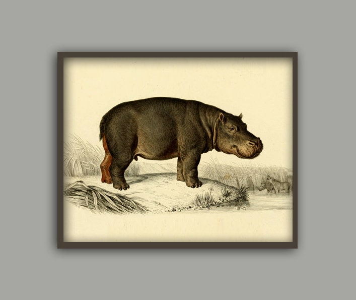 Hippo Print Hippopotamus Poster Wild Animals Book Plate | Etsy