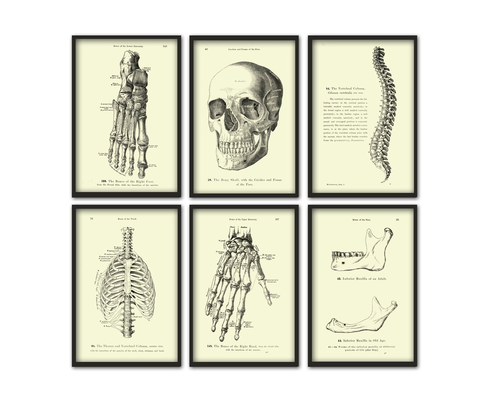 Human Skeleton Bones Print Set of 6 Human Skull Wall Art | Etsy