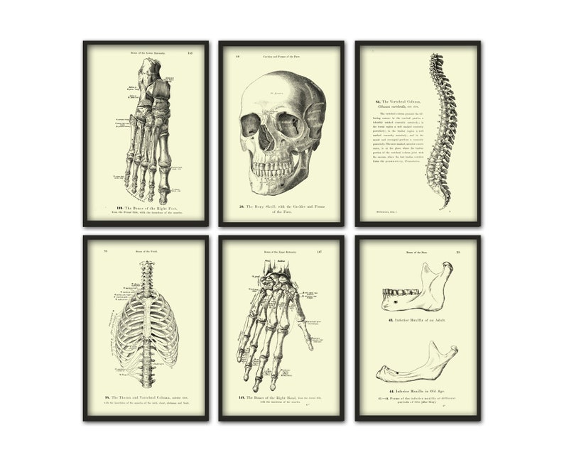 Human Skeleton Bones Print Set of 6 Human Skull Wall Art | Etsy