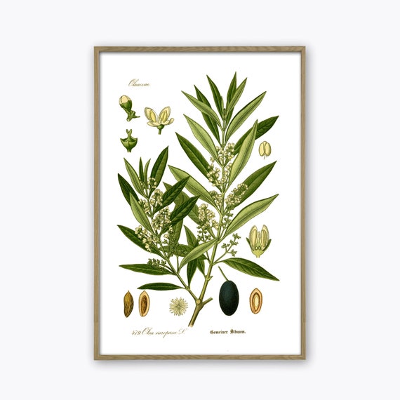 Wall Décor Olive Tree Print Vintage Botanical Printable Home & Living ...