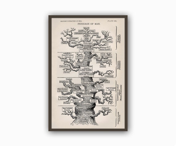 Evolution Of Man Tree