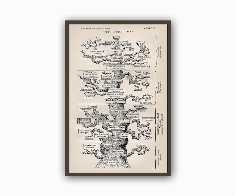 Evolution Man Tree Print Tree of Life Print Wall Art Decor | Etsy